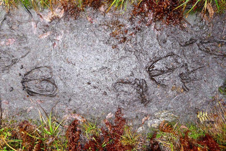 The State of the Vermont Moose - Green Mountain Club