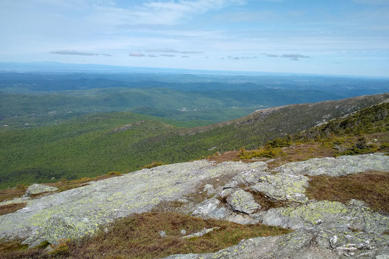Alpine ID: 15 Plants to Find above Treeline - Green Mountain Club