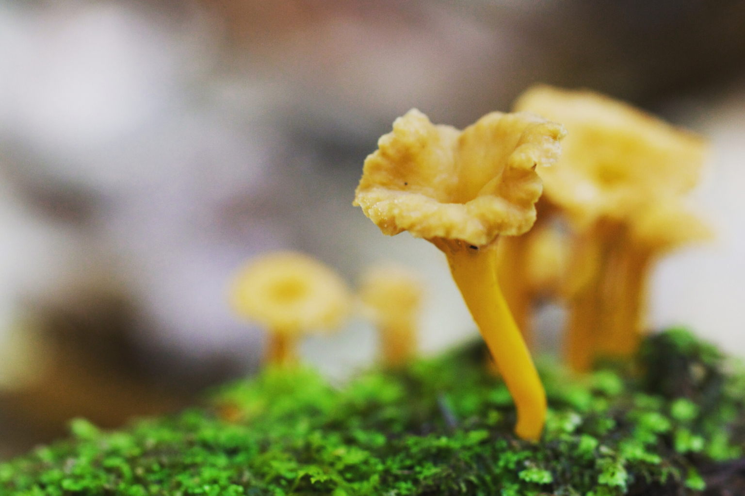 Meet The Mushroom Forager (+ Sign Up for the Workshop) - Green Mountain ...